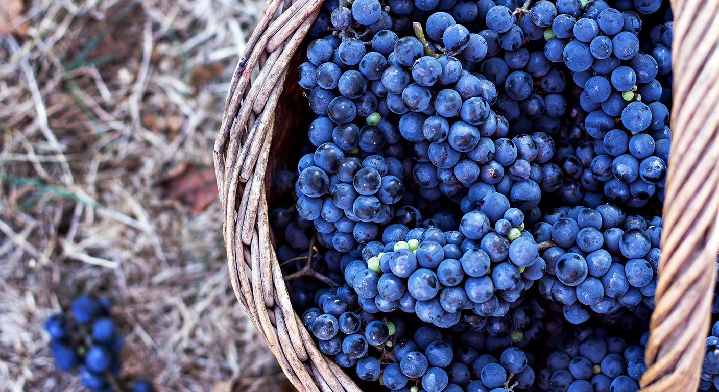 Primitivo di Manduria: conheça mais sobre a região e seus famosos vinhos